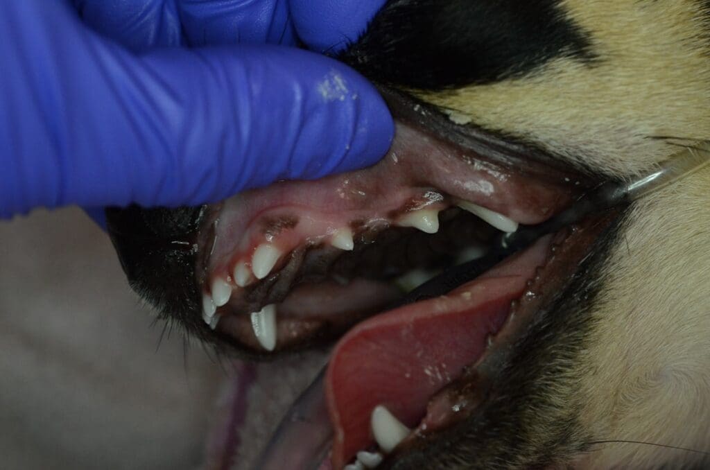 Malocclusion Basics | Your Pet Dentist