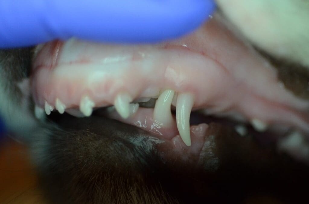 Malocclusion Basics | Your Pet Dentist