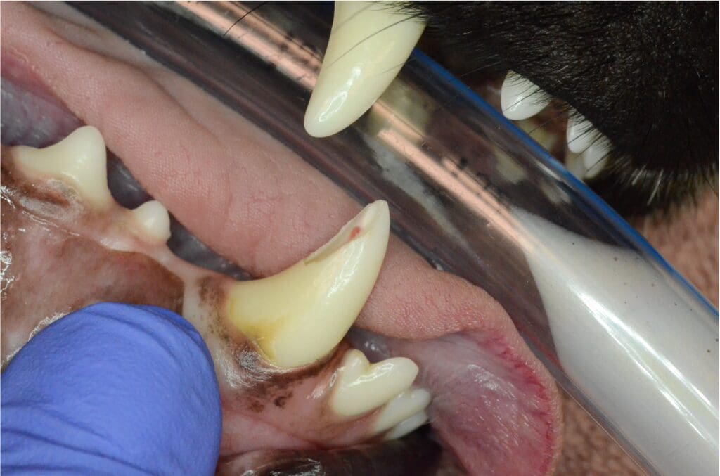 Oh Dear! What Should I Do if My Dog Breaks a Tooth? | Your Pet Dentist