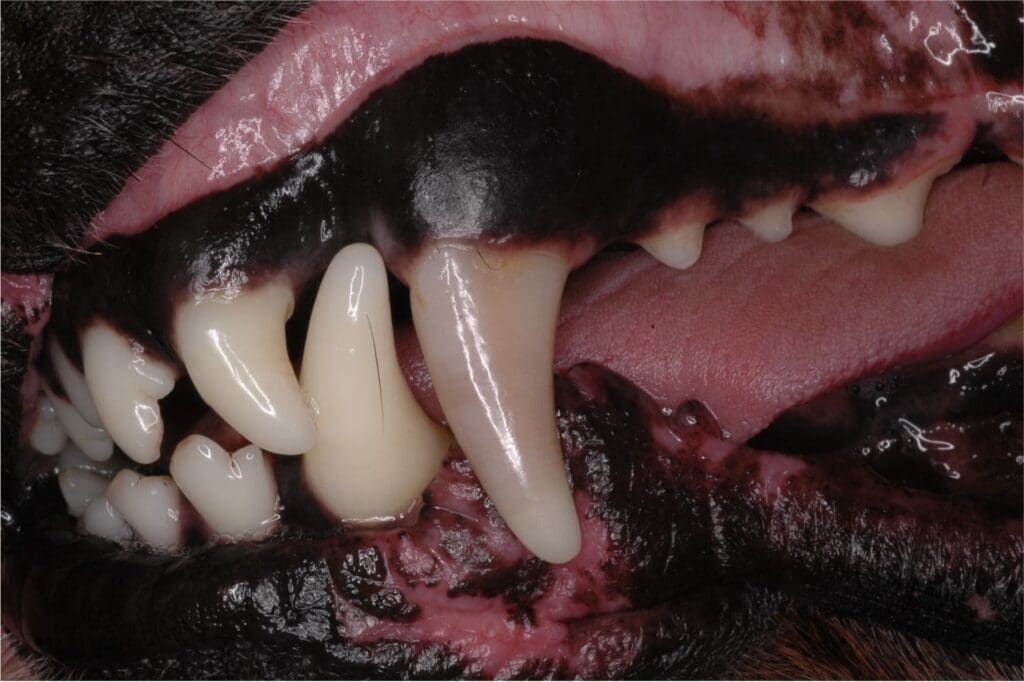 Is Tug Of War Bad For My Dog...And If So, Why? | Your Pet Dentist