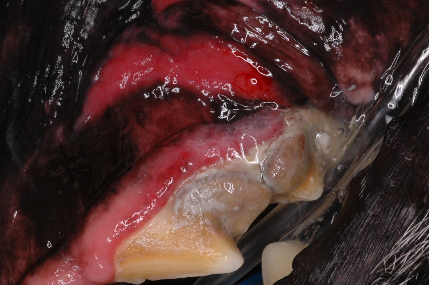 Ulcers in Your Dog's Mouth Explained | Your Pet Dentist